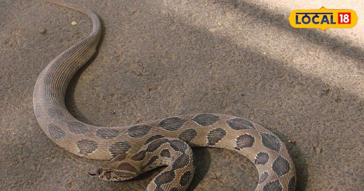The world's most poisonous snake was seen in the field, snake catcher ...