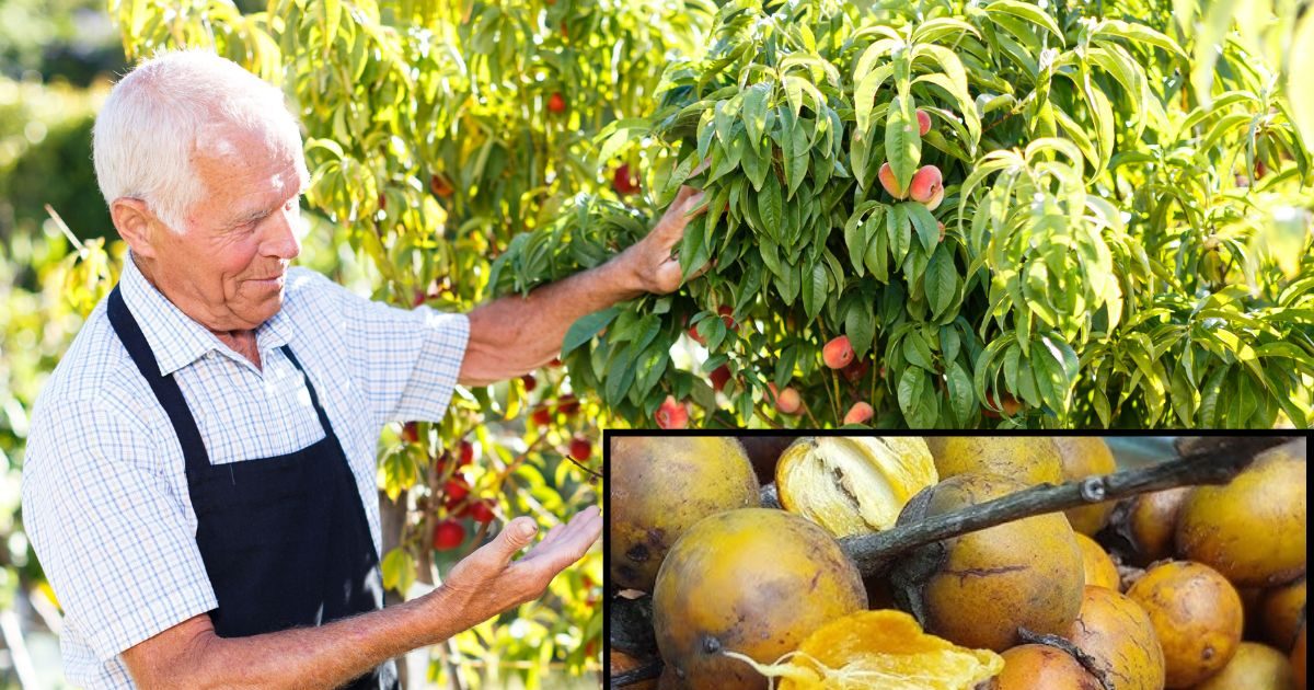 5 amazing benefits of Tendu Fruit Economic Empowerment and Health for ...