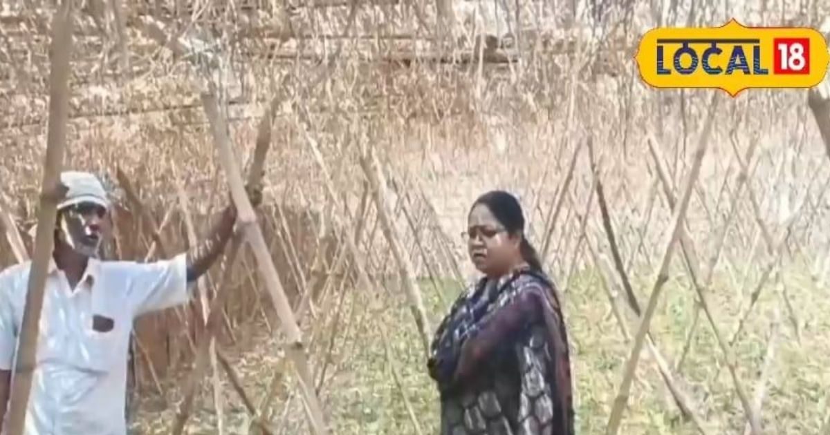 Jaunpur News: पान की खेती में लगाई परवल-कुंदरू की फसल, एक बीघा से लाखपति बना जौनपुर का यह किसान