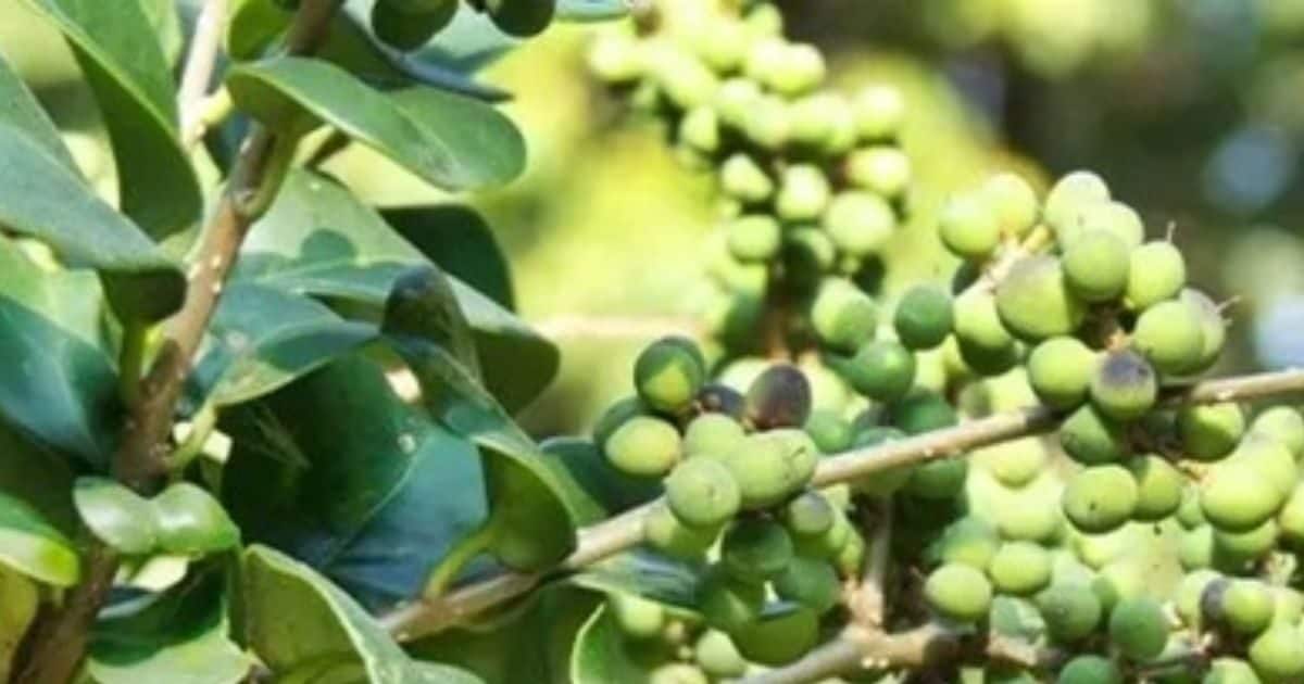 Guggul Ayurvedic Medicine For Joints Pain। आयुर्वेद में गुग्गुल, वात ...
