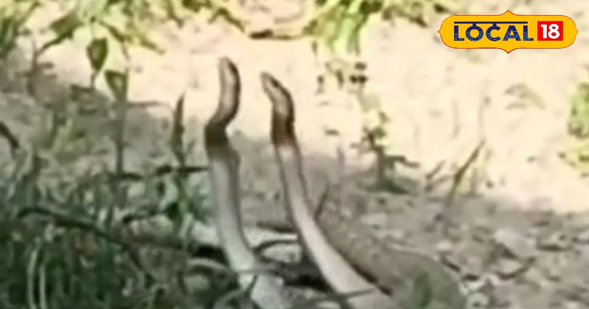 Naag Nagin | Snake News | गांव में 20 दिन तक घूमता रहा नाग-नागिन का ...