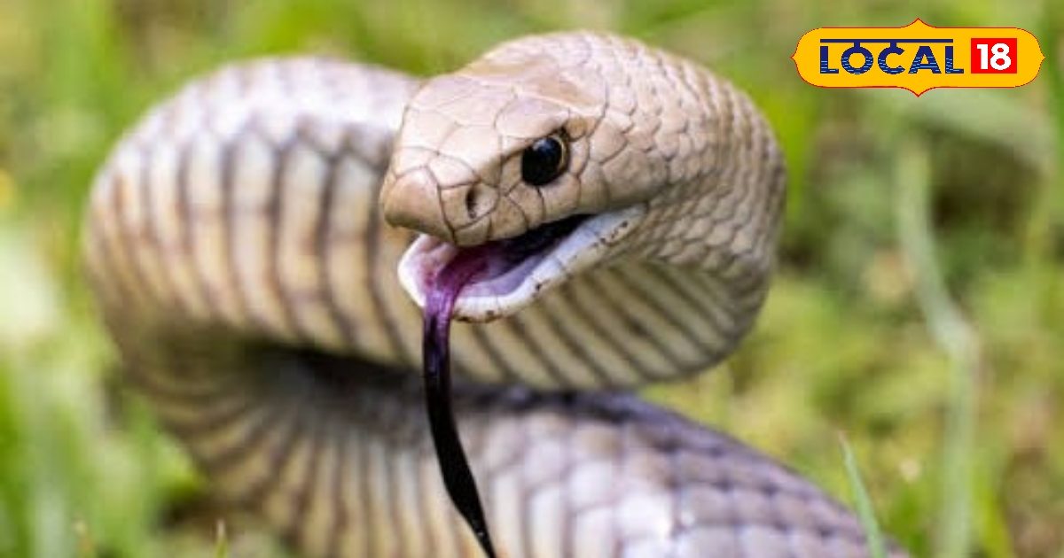 Sssshhh...संभलकर बढ़ाएं कदम, गर्मियों में खासतौर पर यहां छिपते हैं सांप ...