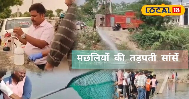 Pali News: पाली के लाखोटिया तालाब में मछलियों की रहस्यमयी मौत का कारण.