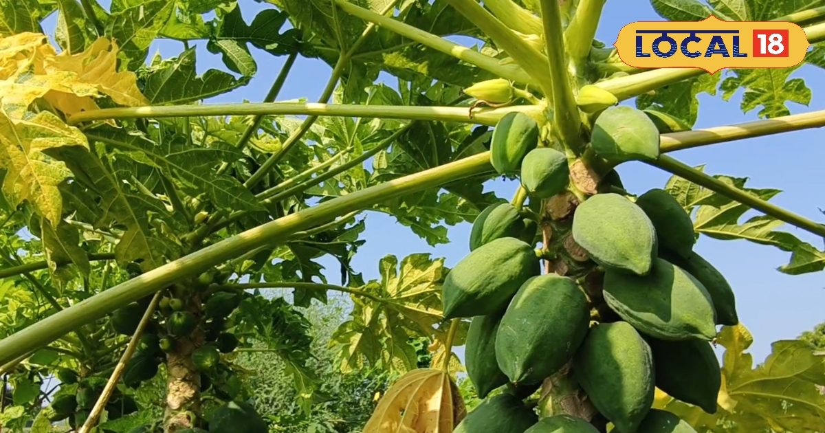 Papaya Farming Tips : इस ट्रिक से करें पपीते की खेती, रोग लगेंगे नहीं ...