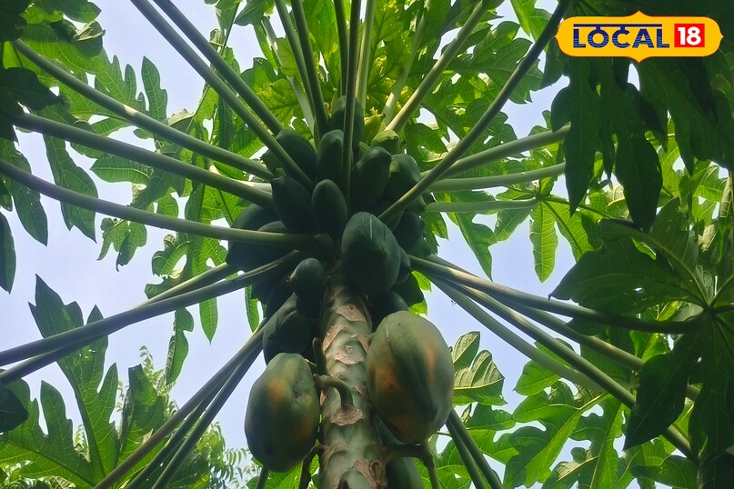 Papaya Farming Tips : इस ट्रिक से करें पपीते की खेती, रोग लगेंगे नहीं ...