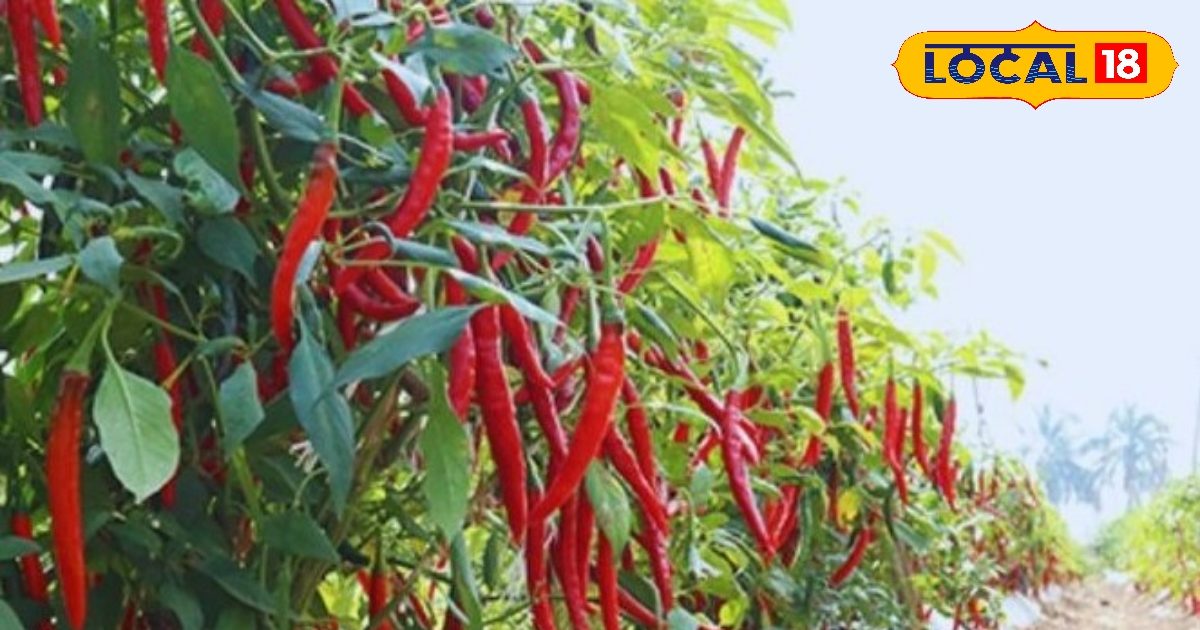 Chilli Farming Tips: मध्य प्रदेश का ये जिला है मिर्च का गढ़, किसानों को बढ़ाना है उत्पादन तो जान ...