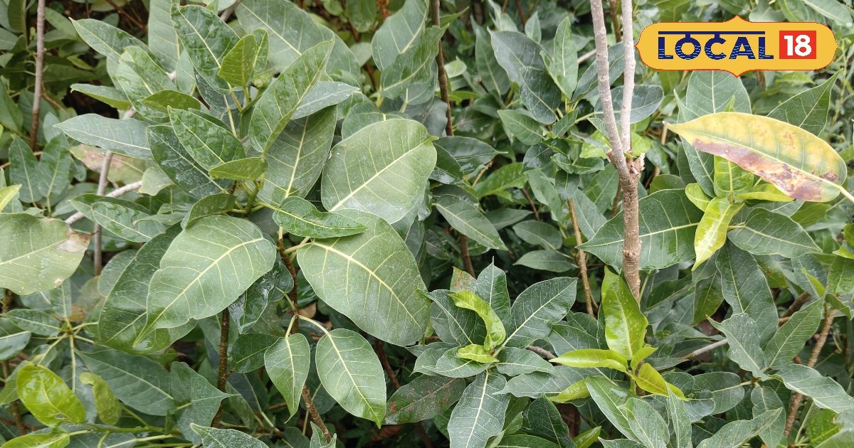 बरसात आते ही बो दें औषधीय गुणों से भरपूर ये पौधा, हड्डियों को बनाता ...