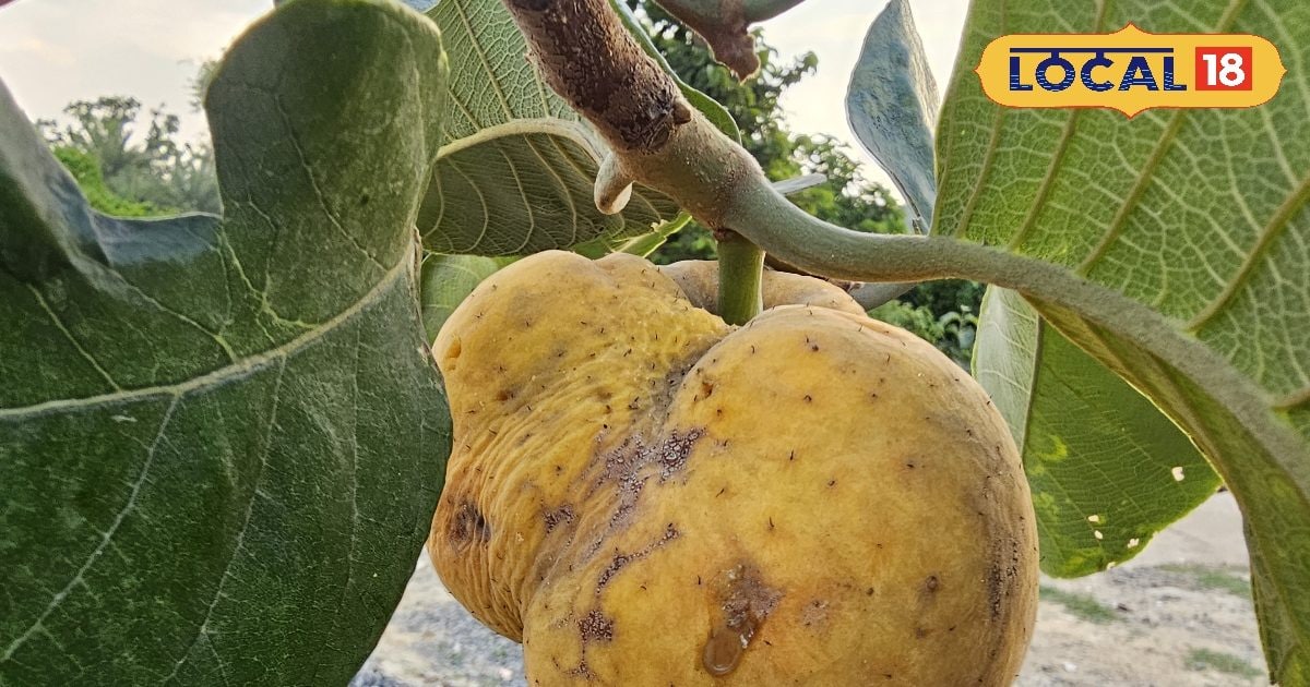 फल दूर करता है पेट-स्किन की प्रॉब्लम, लकड़ी से तैयार होते औजार, पत्ते ...