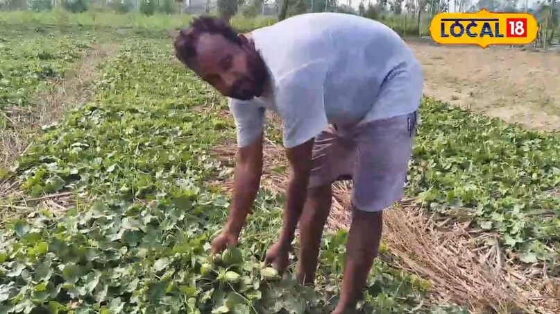 Parwal farming tips: इस तरह करें परवल की खेती, फसल में नहीं लगेंगे रोग ...