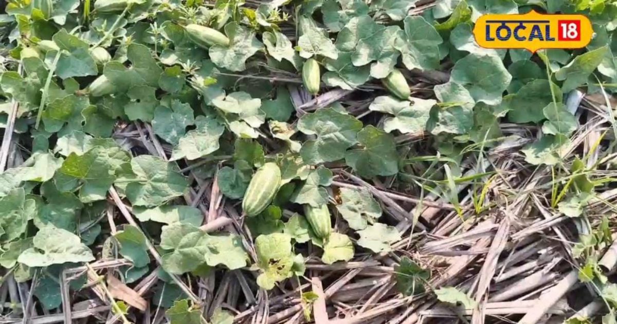 Parwal farming tips: इस तरह करें परवल की खेती, फसल में नहीं लगेंगे रोग ...