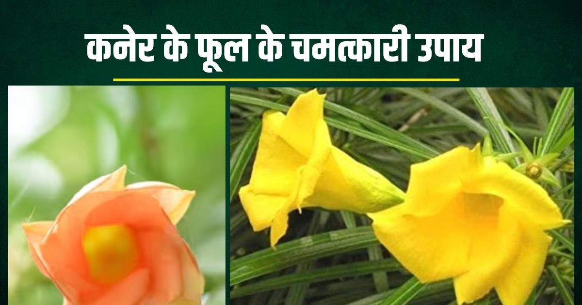 Kaner Ka Phool Ke Upay | benefits of kaner flower remedies for money ...