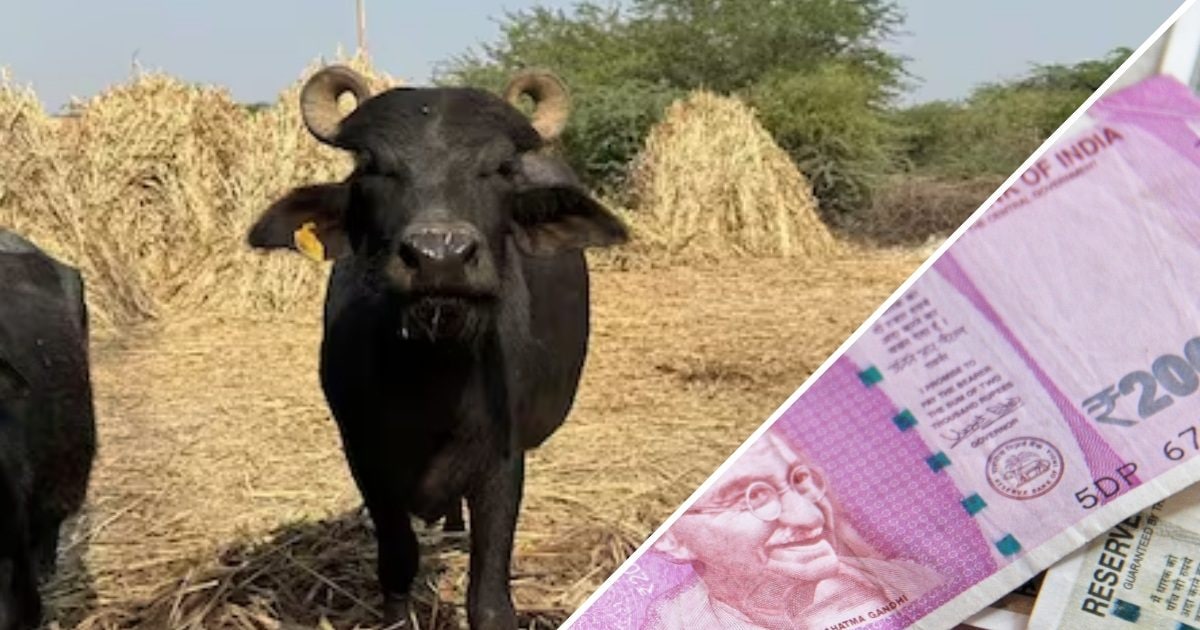 Most expensive buffalo: इतने में तो तीन ऑल्टो कार आ जाती! 20 लीटर दूध ...