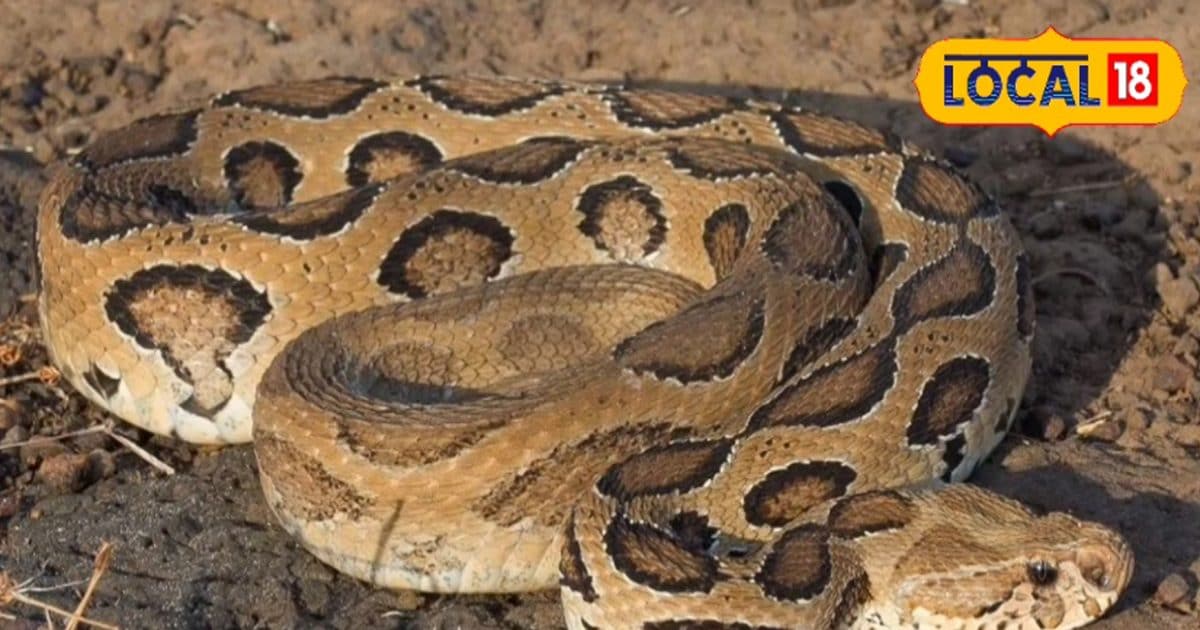 अजगर नहीं..ये भारत का तीसरा सबसे जहरीला सांप, इसका काटा पानी भी नहीं ...