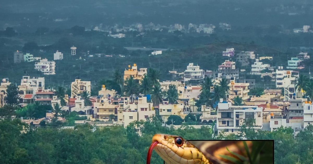 बारिश सिर्फ भीगाती नहीं, जहर भी लाती है! बेंगलुरु में सांप के काटने से ...