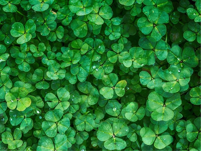 Sushni Saag Amazing Benefits: सुसनी साग के अद्भुत स्वास्थ्य लाभ ...