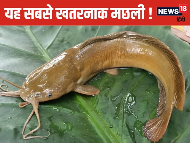 Why Thai Mangur Fish Is Banned in India Shocking Health Risks | भारत ...