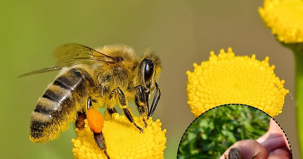 How to Treat Bee Stings Naturally: मधुमक्खी के काटने पर दर्द और सूजन कम करने के घरेलू उपाय ...