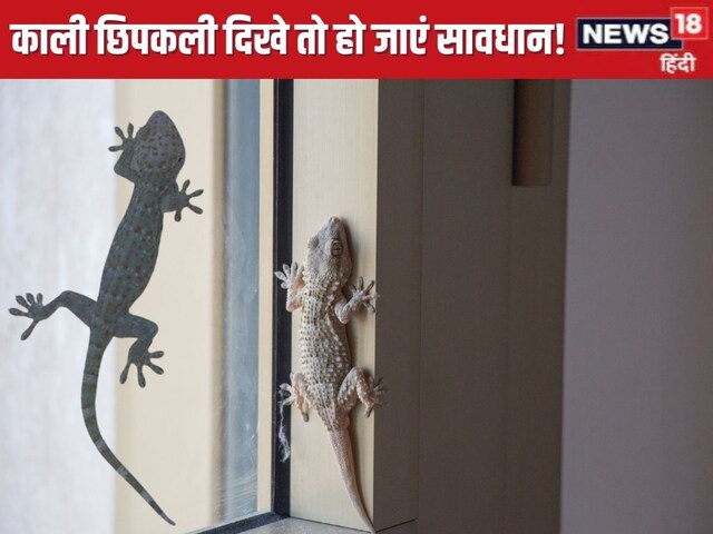 black lizard in house spiritual meaning in Hinduism ghar mein Kali ...