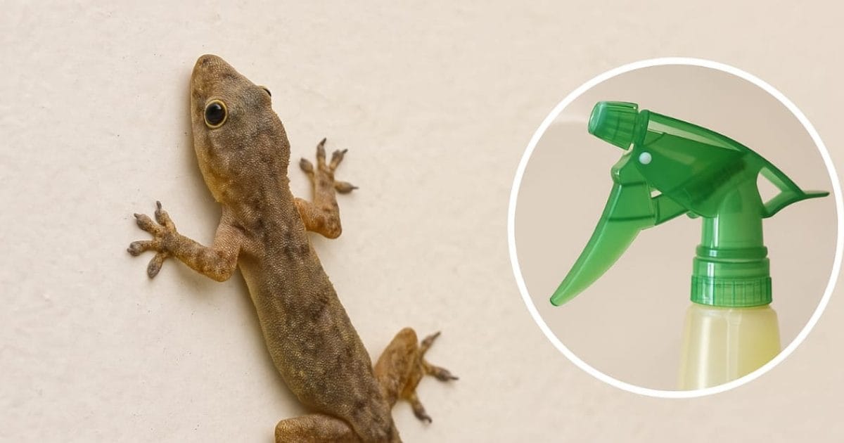 chipkali bhagane ka spray । घर से छिपकली भगाने के उपाय - News18 हिंदी