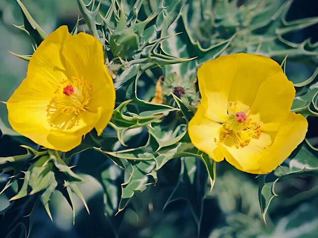 Satyanashi The Thorny Plant with Powerful Medicinal Properties ...