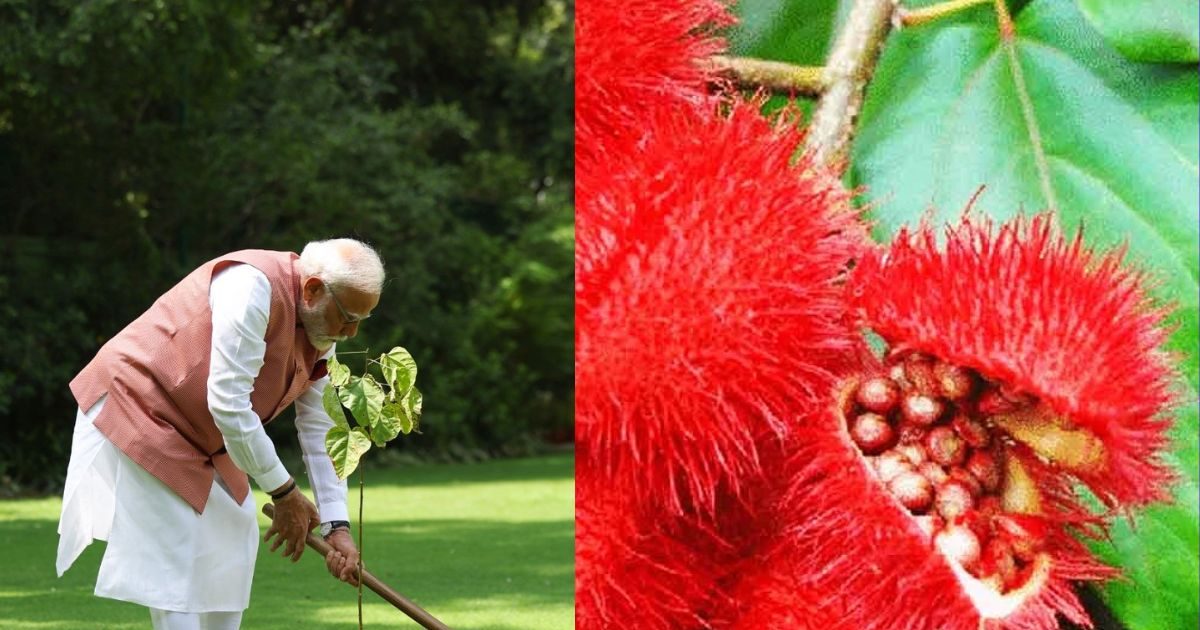 Trending GK Sindoor What is Sindoor Tree PM Narendra Modi Plant Sapling ...
