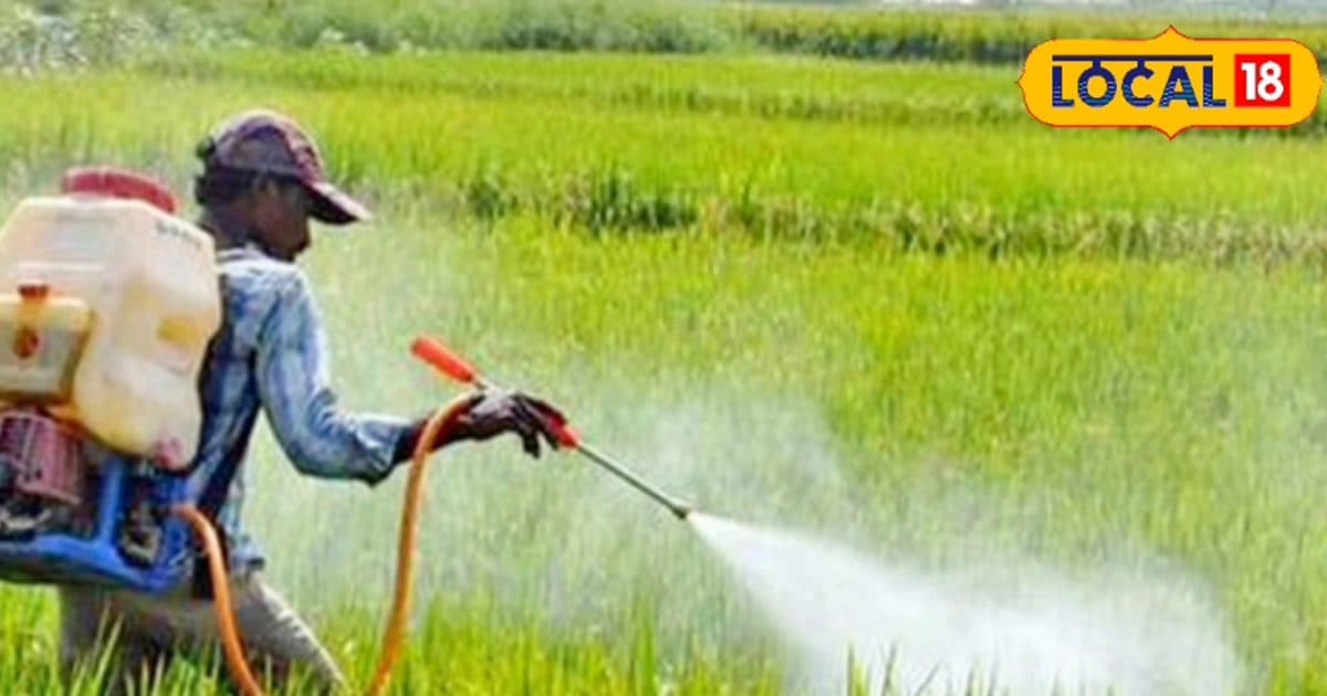 Agri Tips: किसानों के लिए खुशखबरी, UREA-DAP छोड़ SSP का करें इस्तेमाल, लागत घटेगी... पैदावार ...