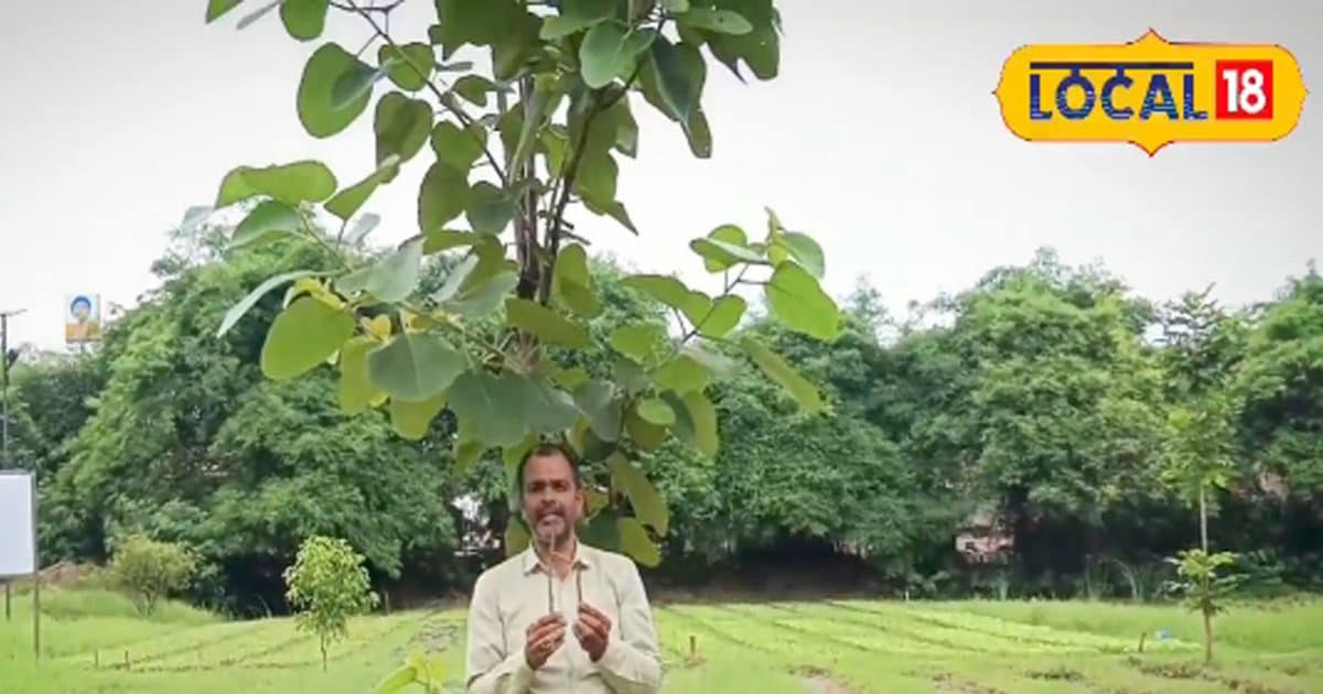 जादुई पेड़! संत पूजते थे, आयुर्वेद में रामबाण औषधि, अंग्रेजों ने पूरे ...