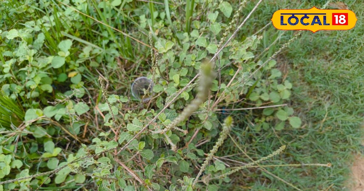 Latjira: A Natural Remedy for Teeth You Didn't Know About. This humble ...