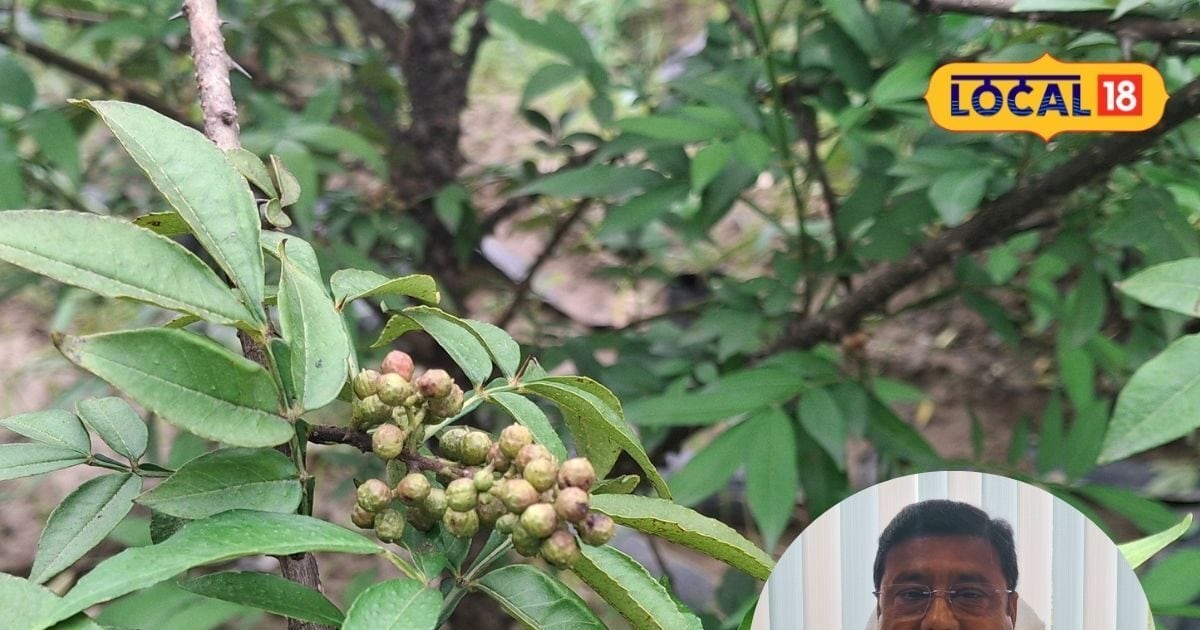 एक हेक्टेयर से ₹4 लाख की सालाना कमाई! स्वाद-सेहत और मुनाफे का तड़का है ...