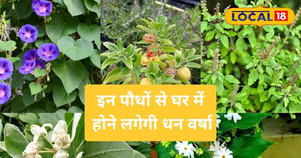 Savan 2025: सावन में लगाएं ये 5 शुभ पौधे, बरसेगी मां लक्ष्मी की कृपा और ...