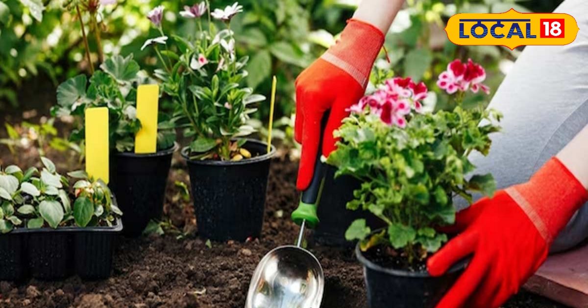 Gardening Tips: गमले में लगाए पौधों में लग रहे कीड़े.. डालें ये खाद ...
