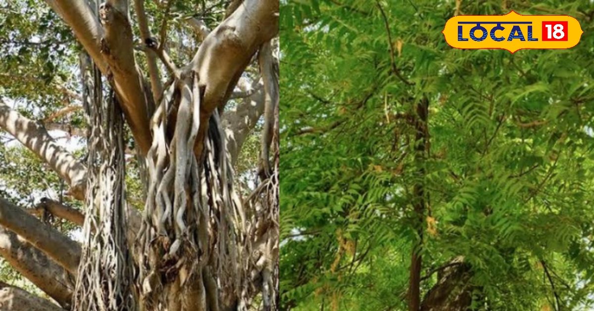 Some tree species can fight dust and air pollution, trees like banyan ...