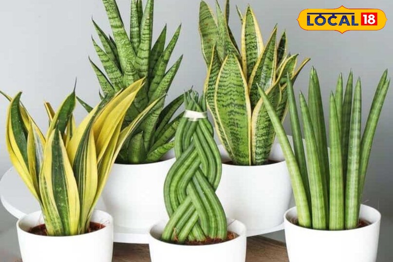 क्या सच में स्नेक प्लांट से घर में आते हैं सांप? अफवाह या सच्चाई जानने ...