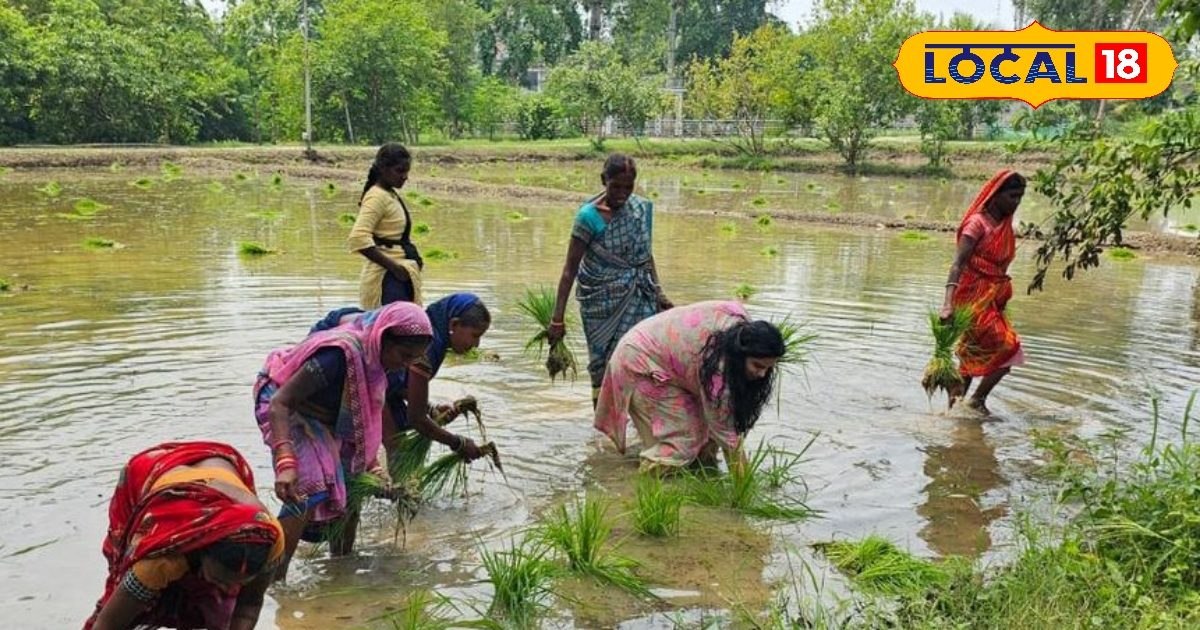 Palamu SP ने खेत में की धान रोपनी, केरल की बेटी छठ पर्व में होती हैं ...