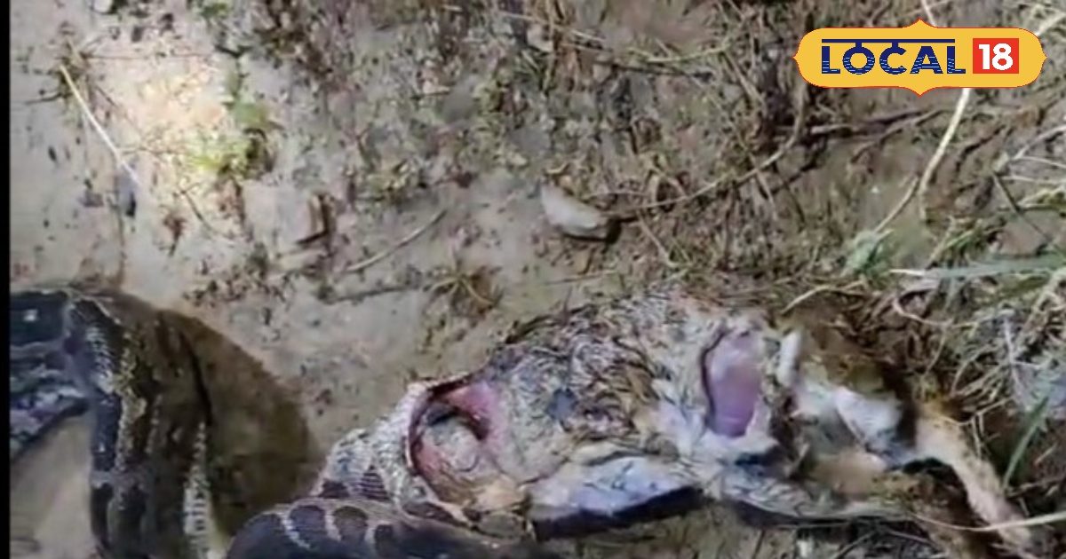 A 10 feet long python appeared in the field and hunted a rabbit, watch ...