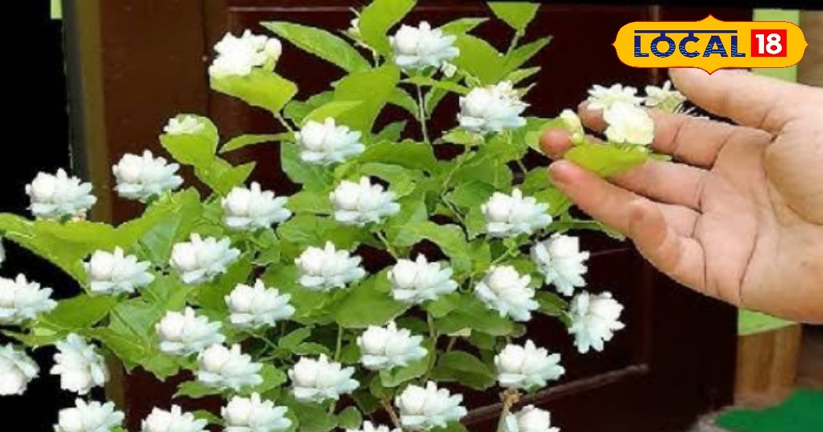 Mogra plant is not flowering? Follow these simple tips and your garden ...