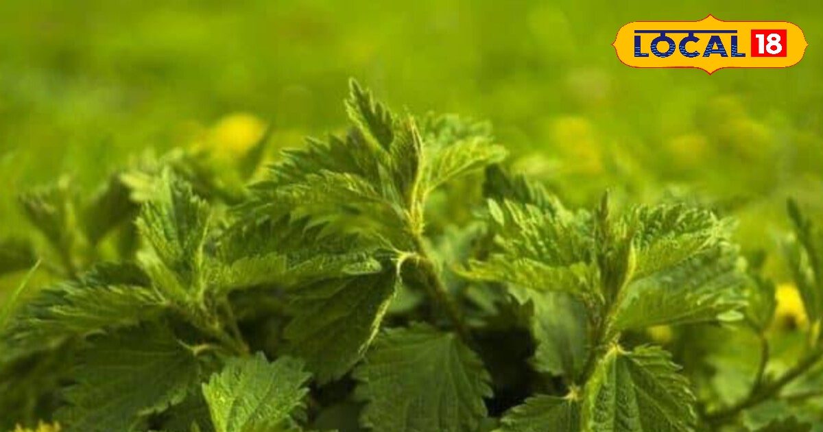 Bichhu Buti : उल्टे तवे पर गर्म करके लगा लें इसे, मिट जाएगा दर्द का ...