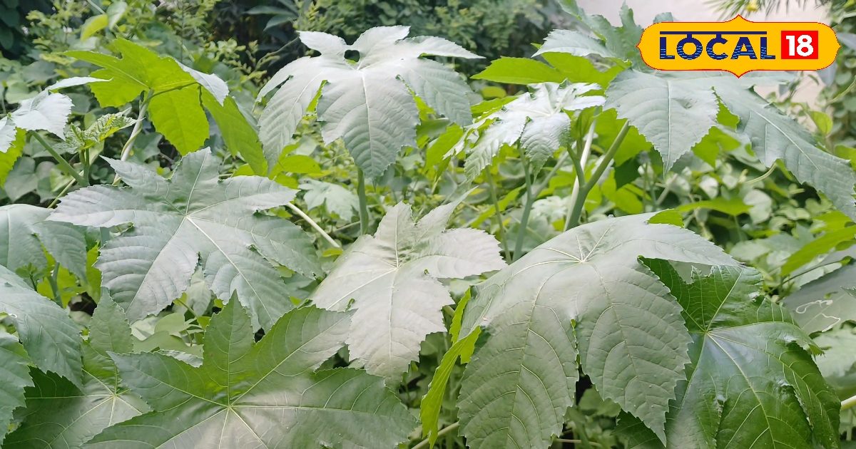 Health Tips : कब्ज हो या जोड़ों का दर्द, ये पत्ता रामबाण, बाग-बगीचों ...