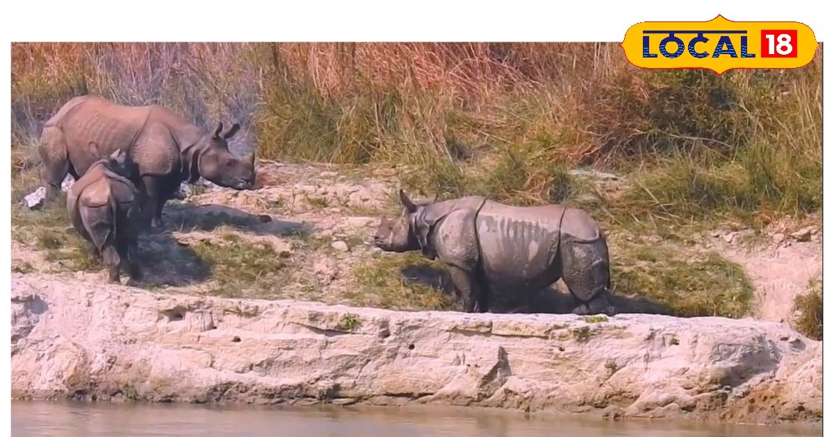 VTR की आबोहवा ने चुराया नेपाल के जीवों का दिल...बिहार पहुंचा गजराज-गैंडों का काफिला, अधिकारी ...