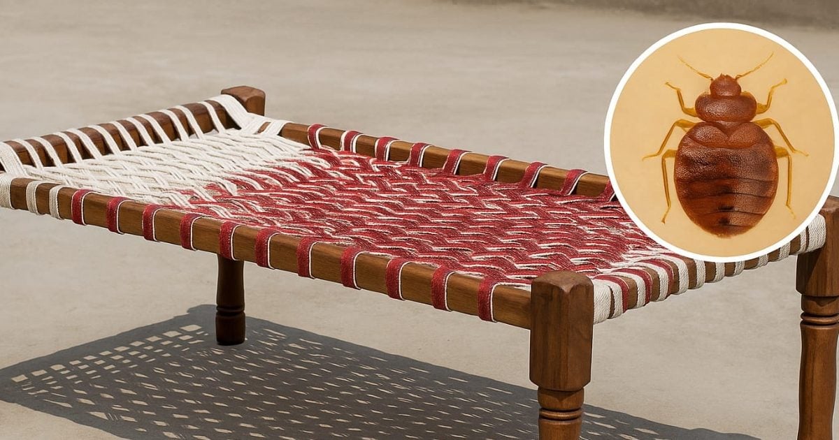 Ayurvedic remedies to get rid of bed bugs । खटमल से छुटकारा पाने के ...