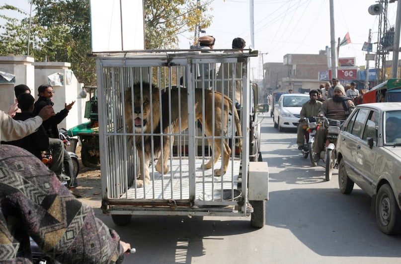Pet Lion Pakistan Attack News: Pakistan Rich Families Wild Fantasy Show ...