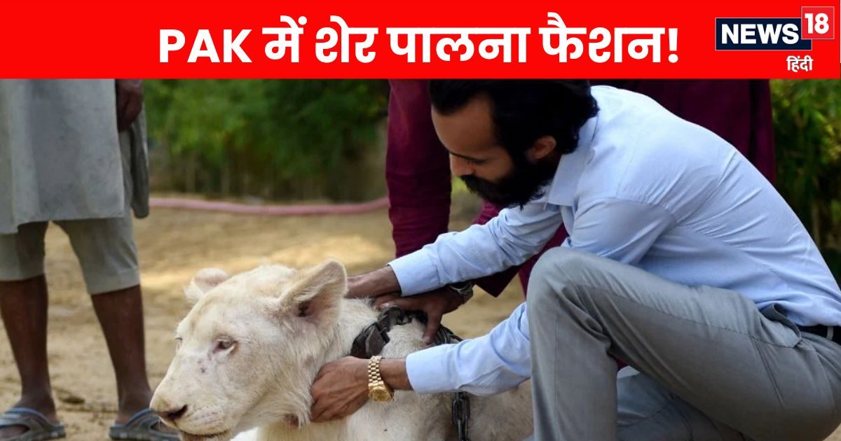 Pet Lion Pakistan Attack News: Pakistan Rich Families Wild Fantasy Show ...