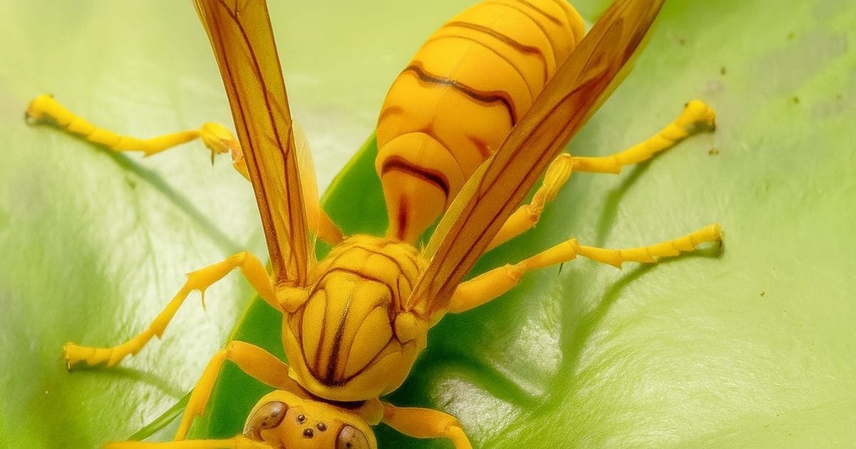 Pili tataiya kat le to kya karein । पीली ततैया के काटने पर तुरंत राहत ...