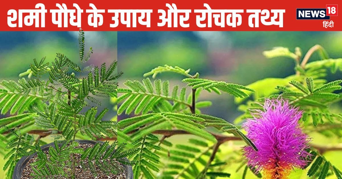 Shami tree worship remedies for Shani dosha and wealth | शमी की पूजा से ...