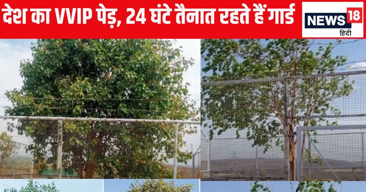 हाइवे के पास लगा वो VVIP पेड़, 24 घंटे सुरक्षा में तैनात रहते हैं गार्ड ...