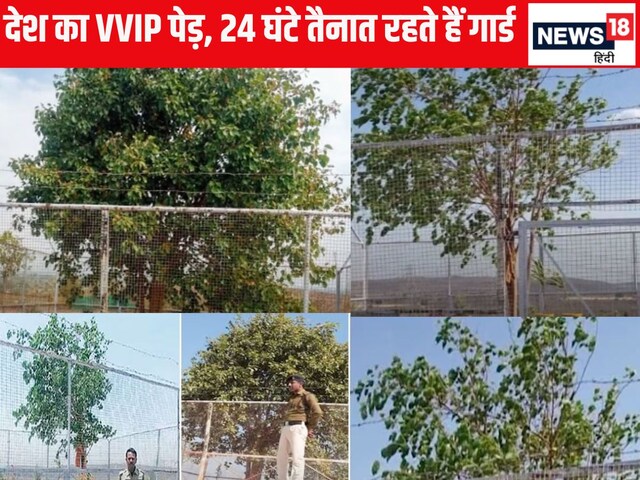 हाइवे के पास लगा वो VVIP पेड़, 24 घंटे सुरक्षा में तैनात रहते हैं गार्ड ...