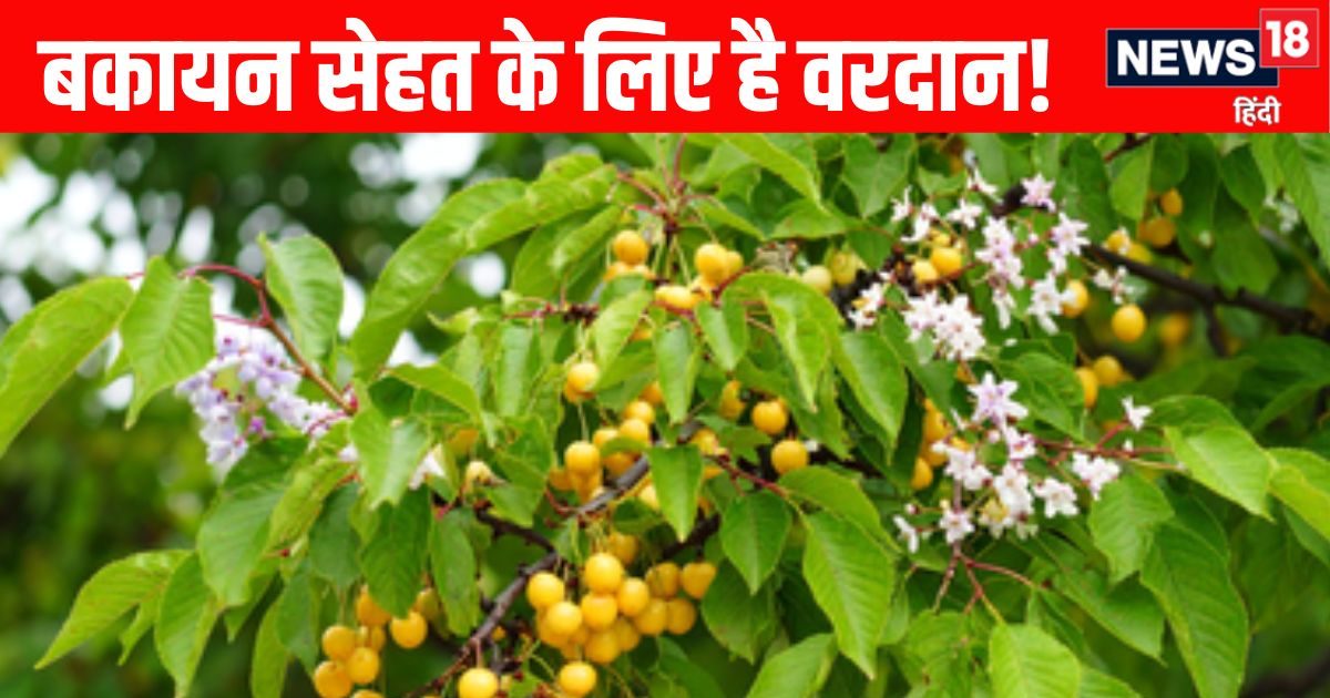 Bakayan health benefits: सेहत के लिए वरदान बकायन, आयुर्वेद ने बताए ...