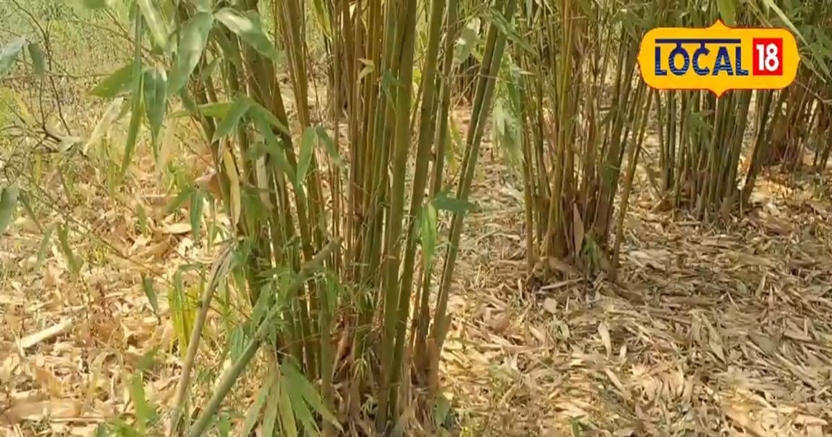 बंजर जमीन में शुरू कर दें यह खेती, कई सालों तक होगी ताबड़तोड़ कमाई, बन जाएंगे करोड़पति - News18 ...