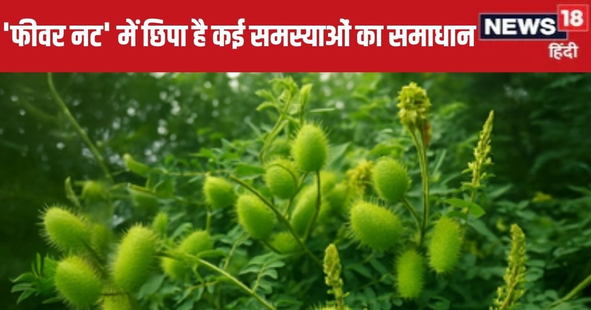 Fever nut health benefits: इस बेल के पत्ते, जड़, छाल सभी हैं फायदेमंद ...