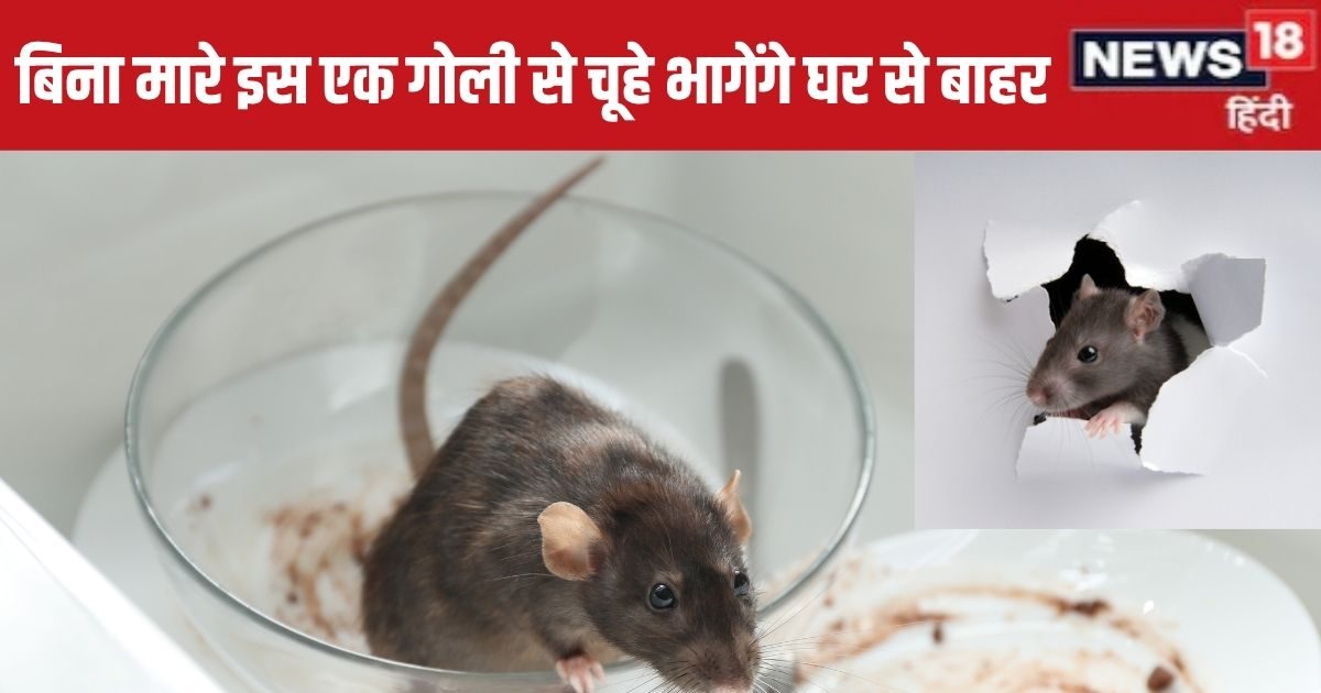 1 trick to get rid of rats without killing: चूहों ने मचा रखा है आतंक ...